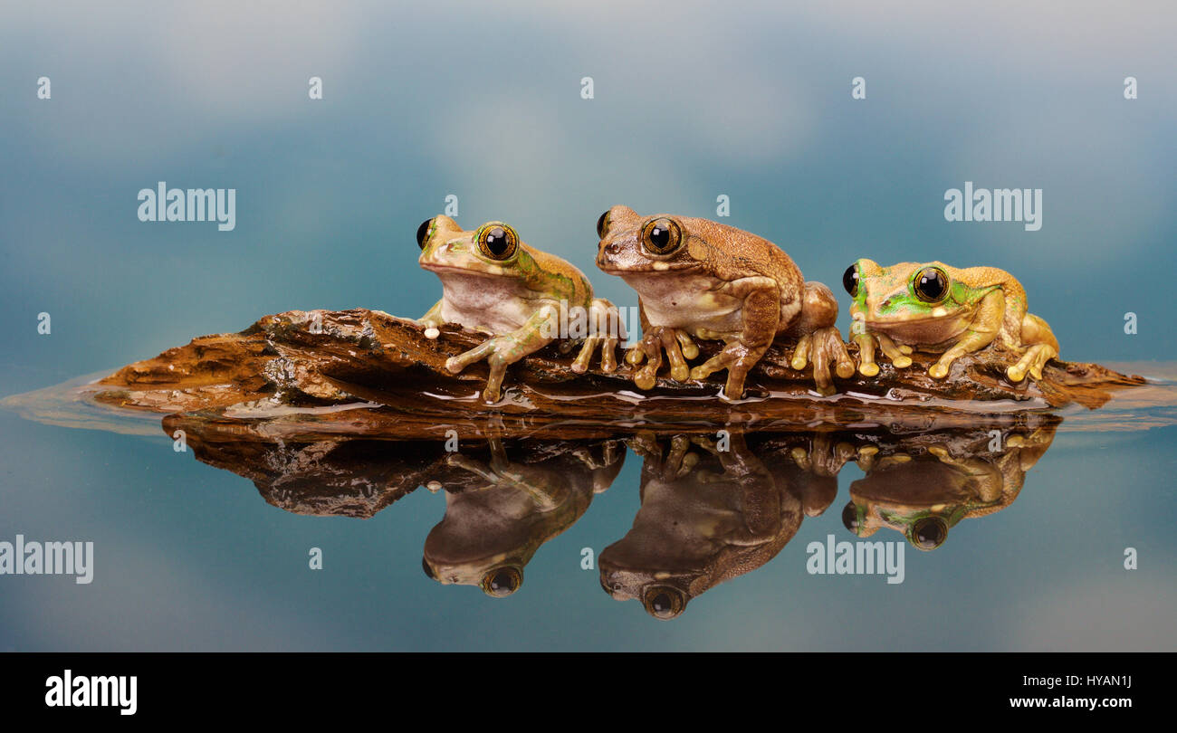 Log pile frog hi-res stock photography and images - Alamy