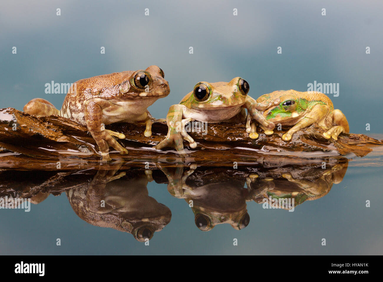 Lump on a log hi-res stock photography and images - Alamy