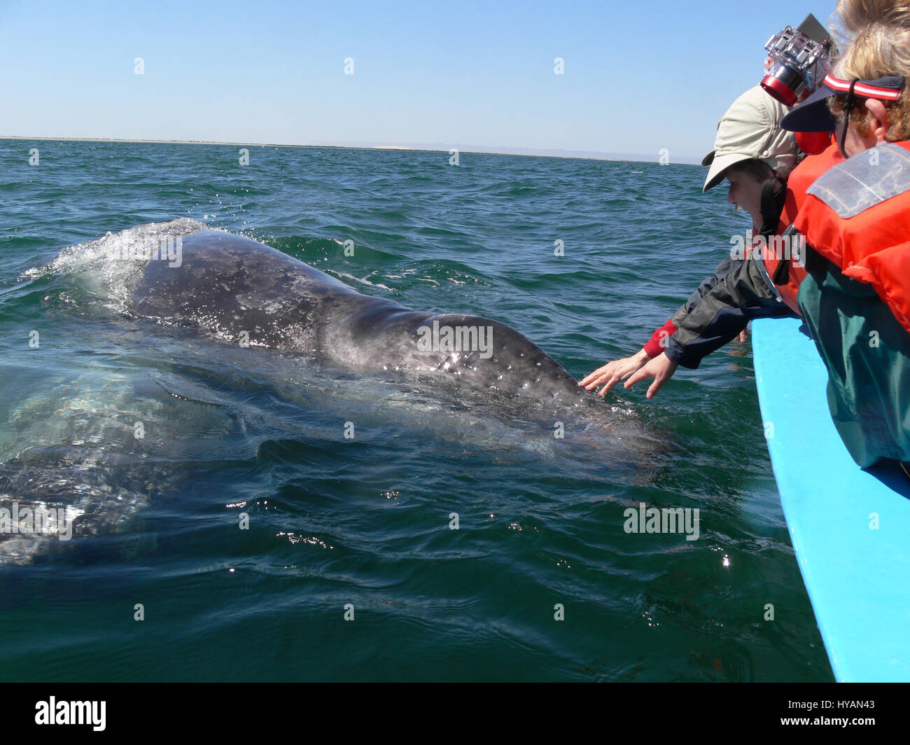BAJA CALIFORNIA: A BRITISH RSPB conservation officer has captured ...