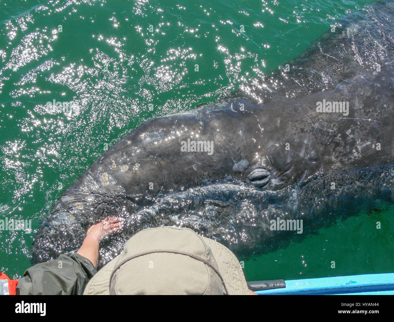 BAJA CALIFORNIA: A BRITISH RSPB conservation officer has captured ...