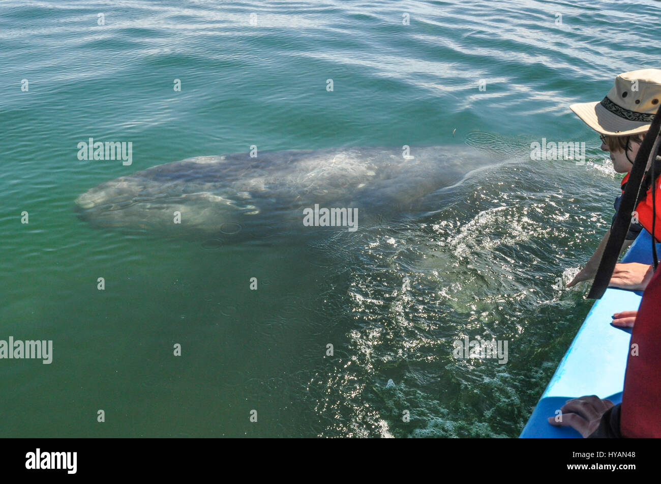BAJA CALIFORNIA: A BRITISH RSPB conservation officer has captured ...