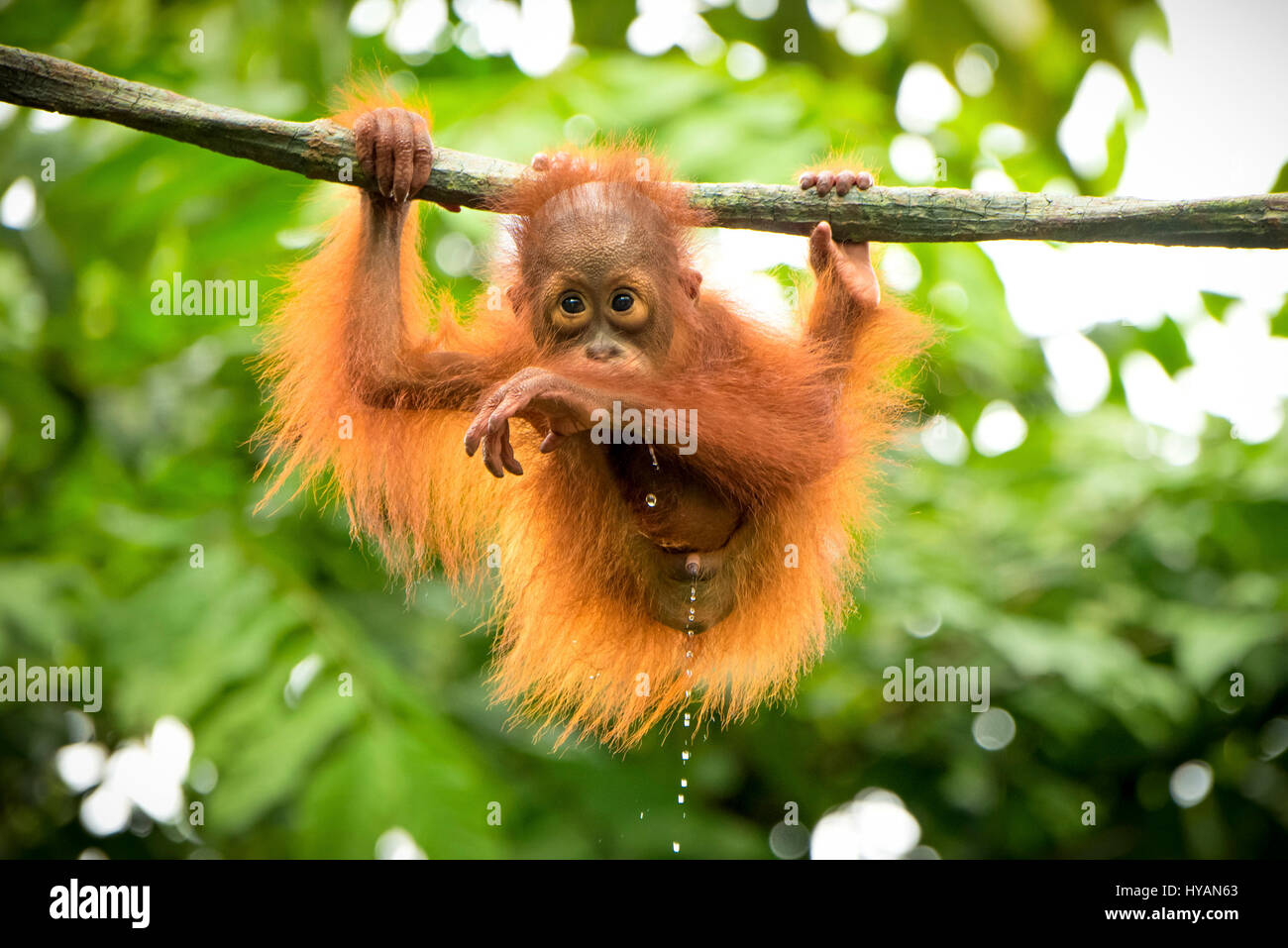 Orang band hi-res stock photography and images - Alamy