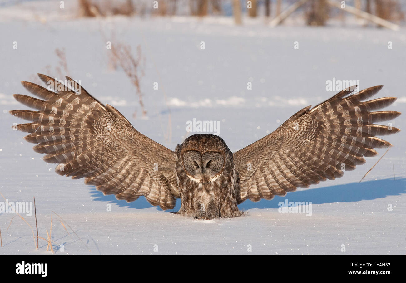 FEAST YOUR eyes on the moment a hapless mouse is spectacularly taken ...