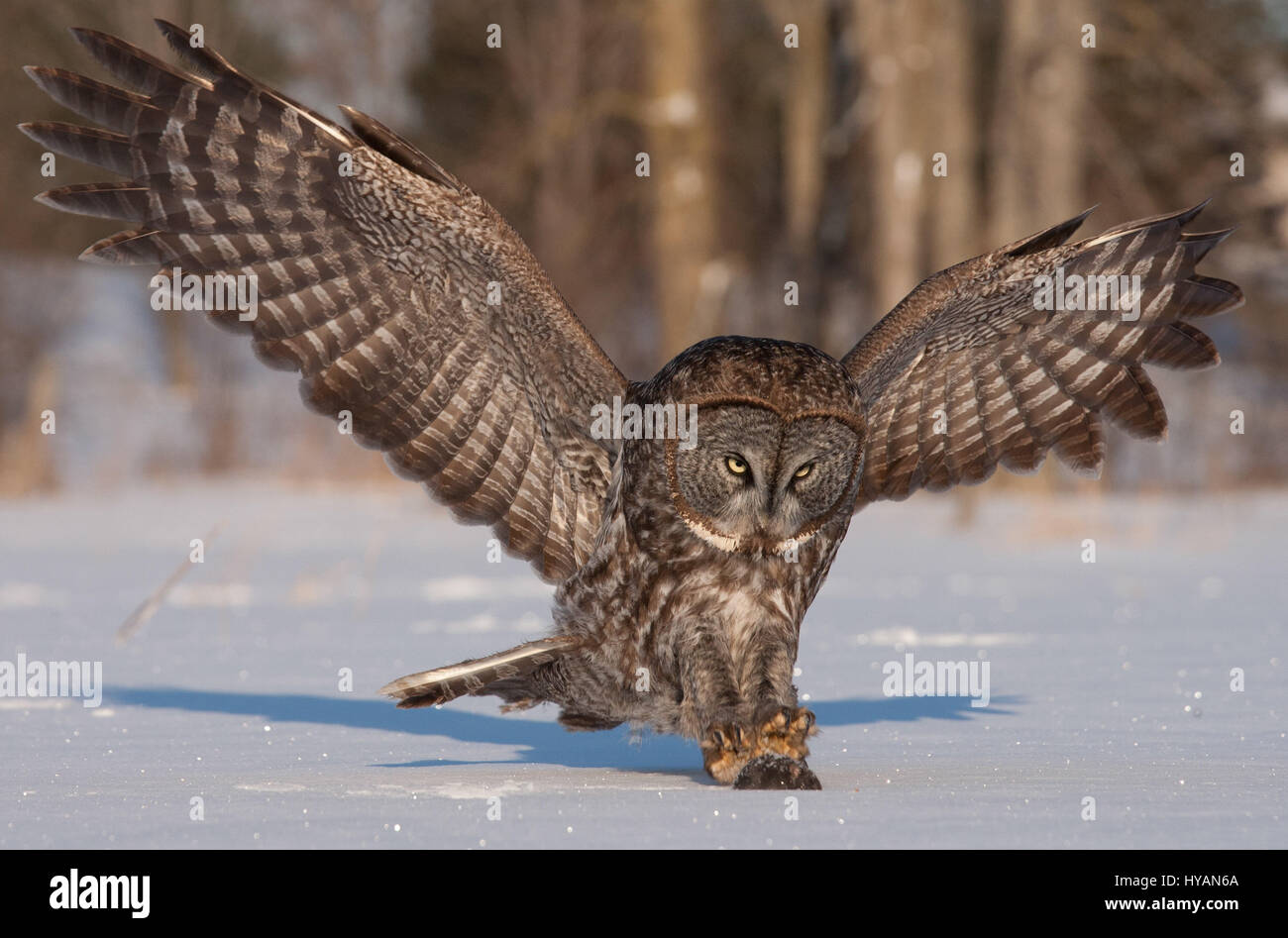 FEAST YOUR eyes on the moment a hapless mouse is spectacularly taken ...
