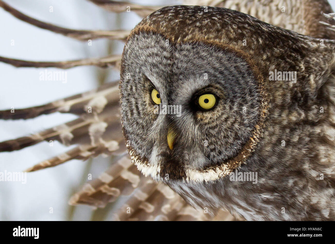 Unblinking eyes hi-res stock photography and images - Alamy