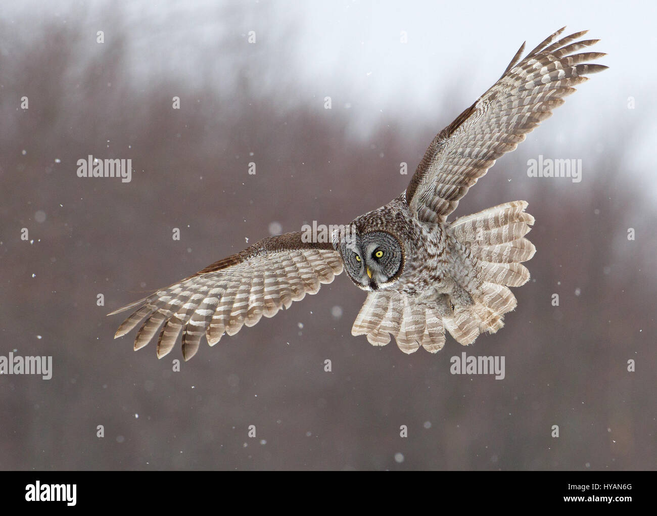 FEAST YOUR eyes on the moment a hapless mouse is spectacularly taken ...