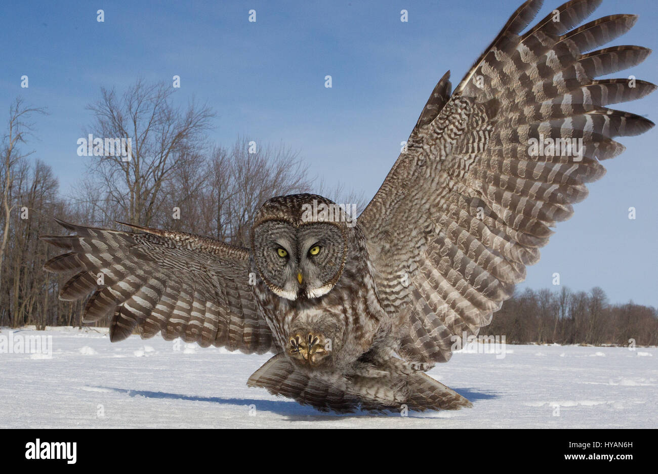 FEAST YOUR eyes on the moment a hapless mouse is spectacularly taken ...