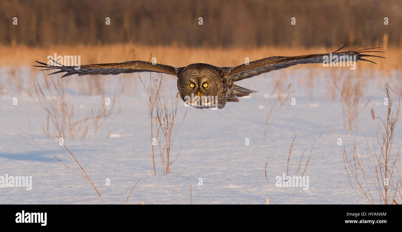 FEAST YOUR eyes on the moment a hapless mouse is spectacularly taken ...