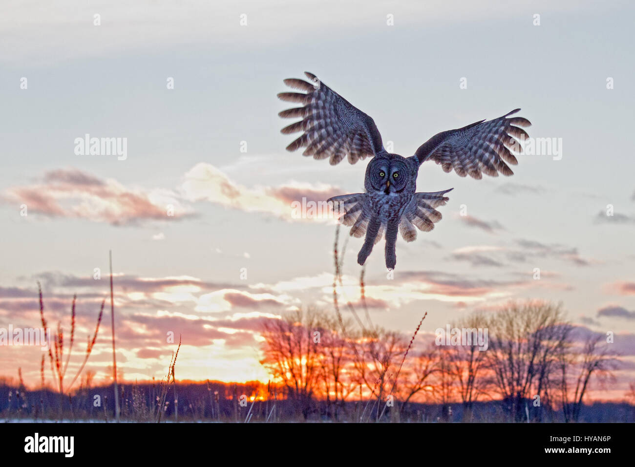 FEAST YOUR eyes on the moment a hapless mouse is spectacularly taken ...