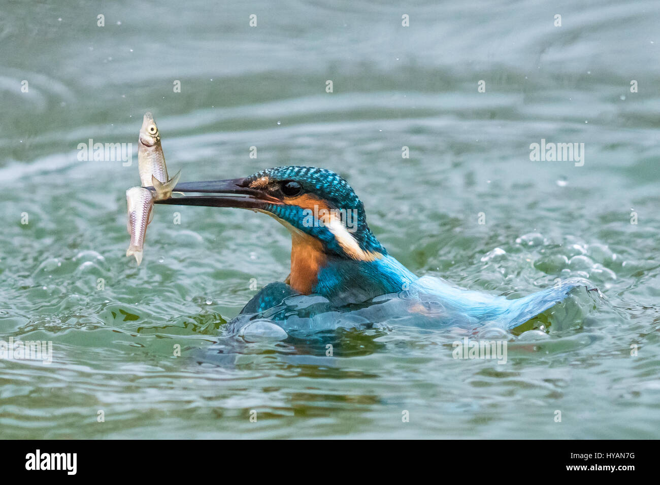 PALOVEC, CROATIA: A TWO YEAR quest to capture the perfect kingfisher ...