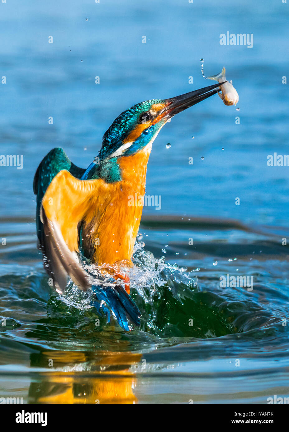 PALOVEC, CROATIA: A TWO YEAR quest to capture the perfect kingfisher ...