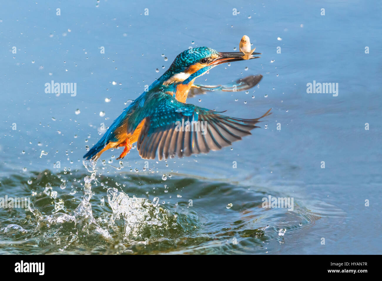 Water kingfishers hi-res stock photography and images - Alamy