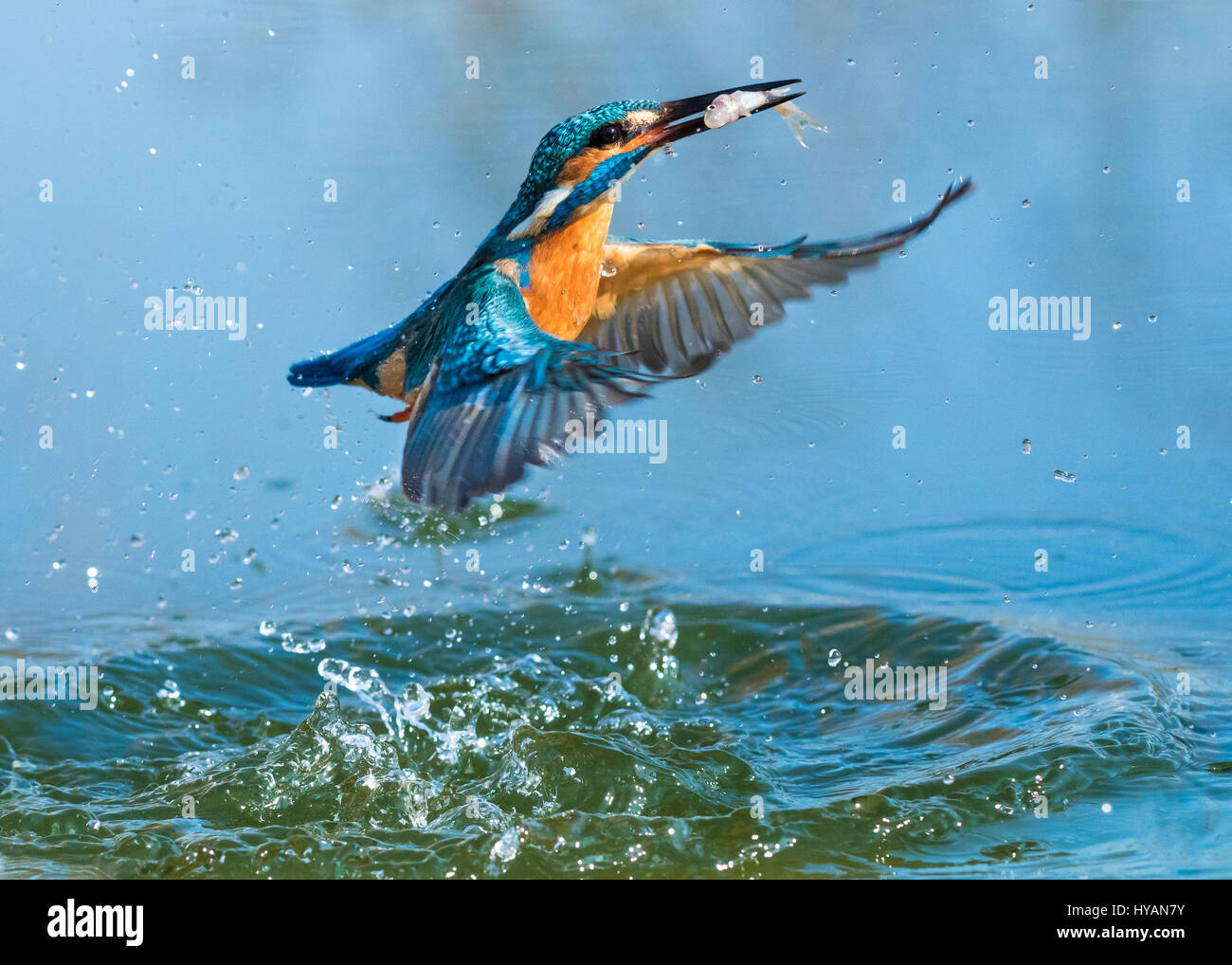 Water kingfishers hi-res stock photography and images - Alamy