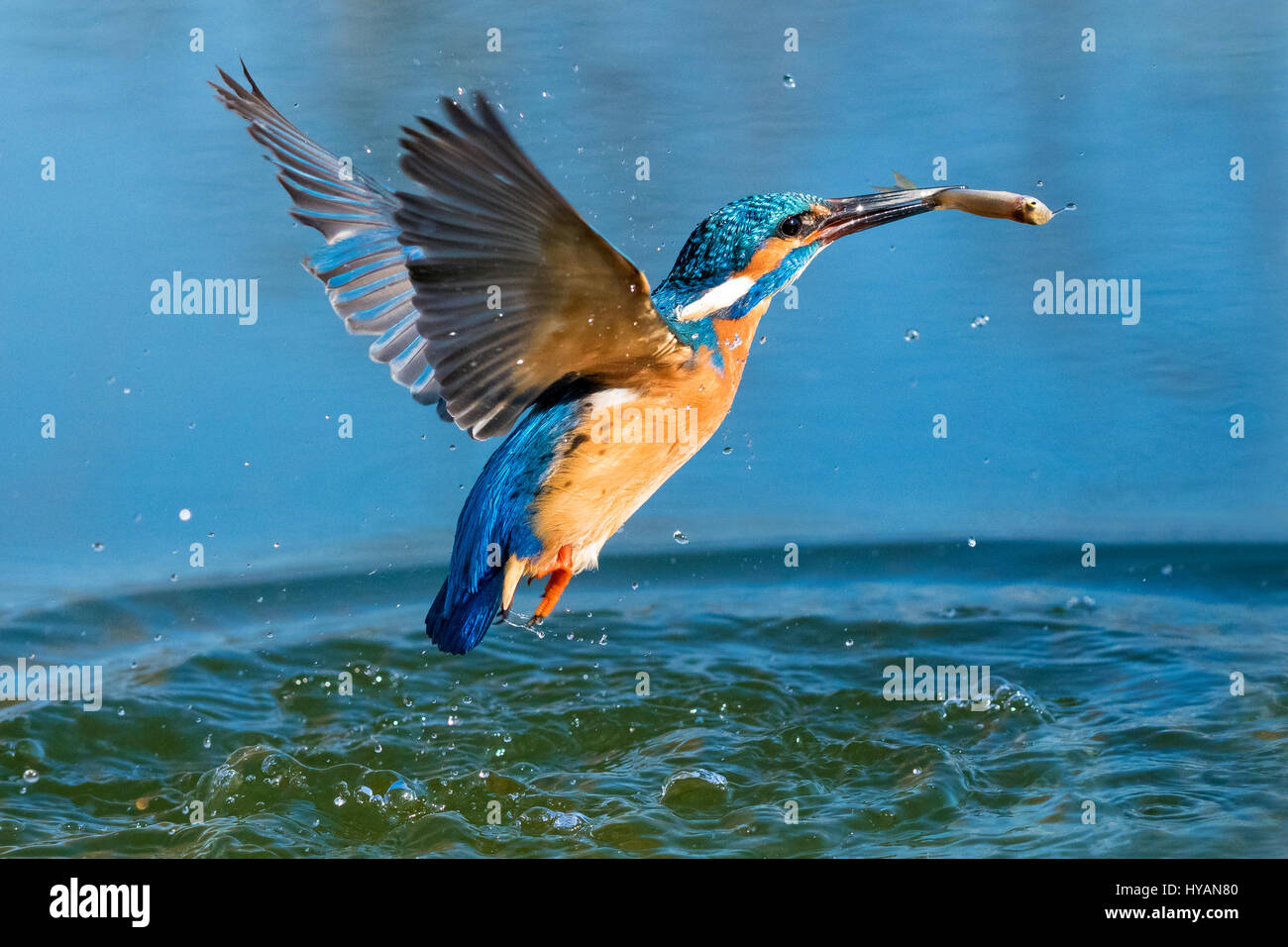 PALOVEC, CROATIA: A TWO YEAR quest to capture the perfect kingfisher ...