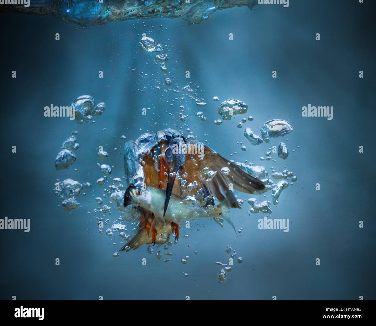 PALOVEC, CROATIA: A TWO YEAR quest to capture the perfect kingfisher ...