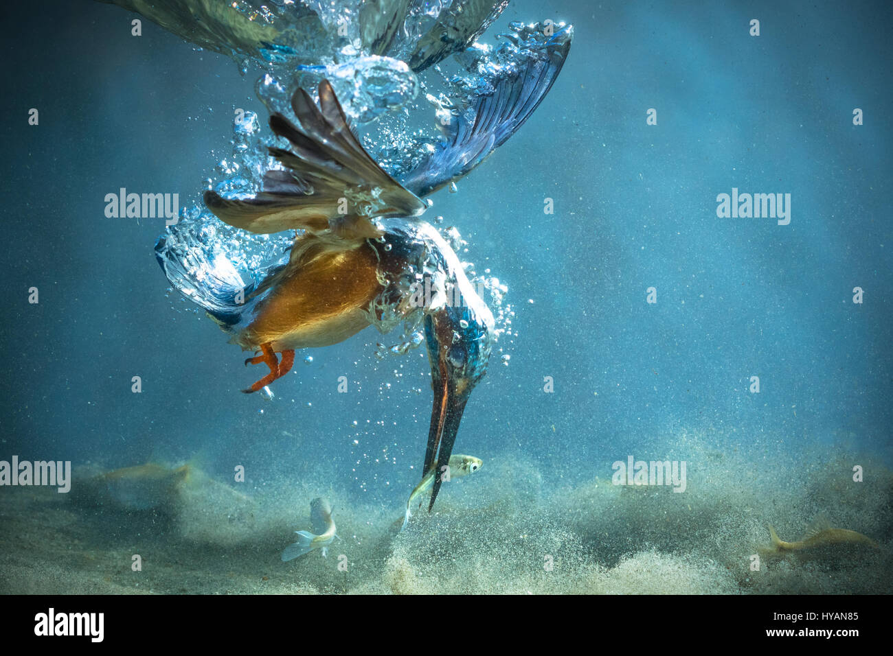 PALOVEC, CROATIA: A TWO YEAR quest to capture the perfect kingfisher ...