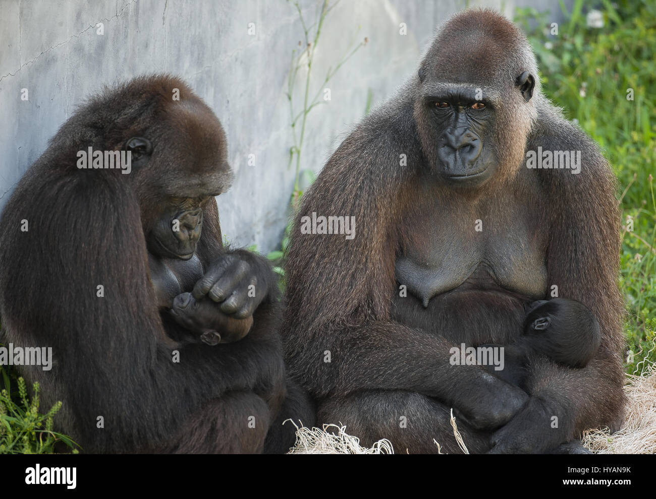 JACKSONVILLE ZOO, FLORIDA: Mums Madini and Bulera hold thier newborns ...