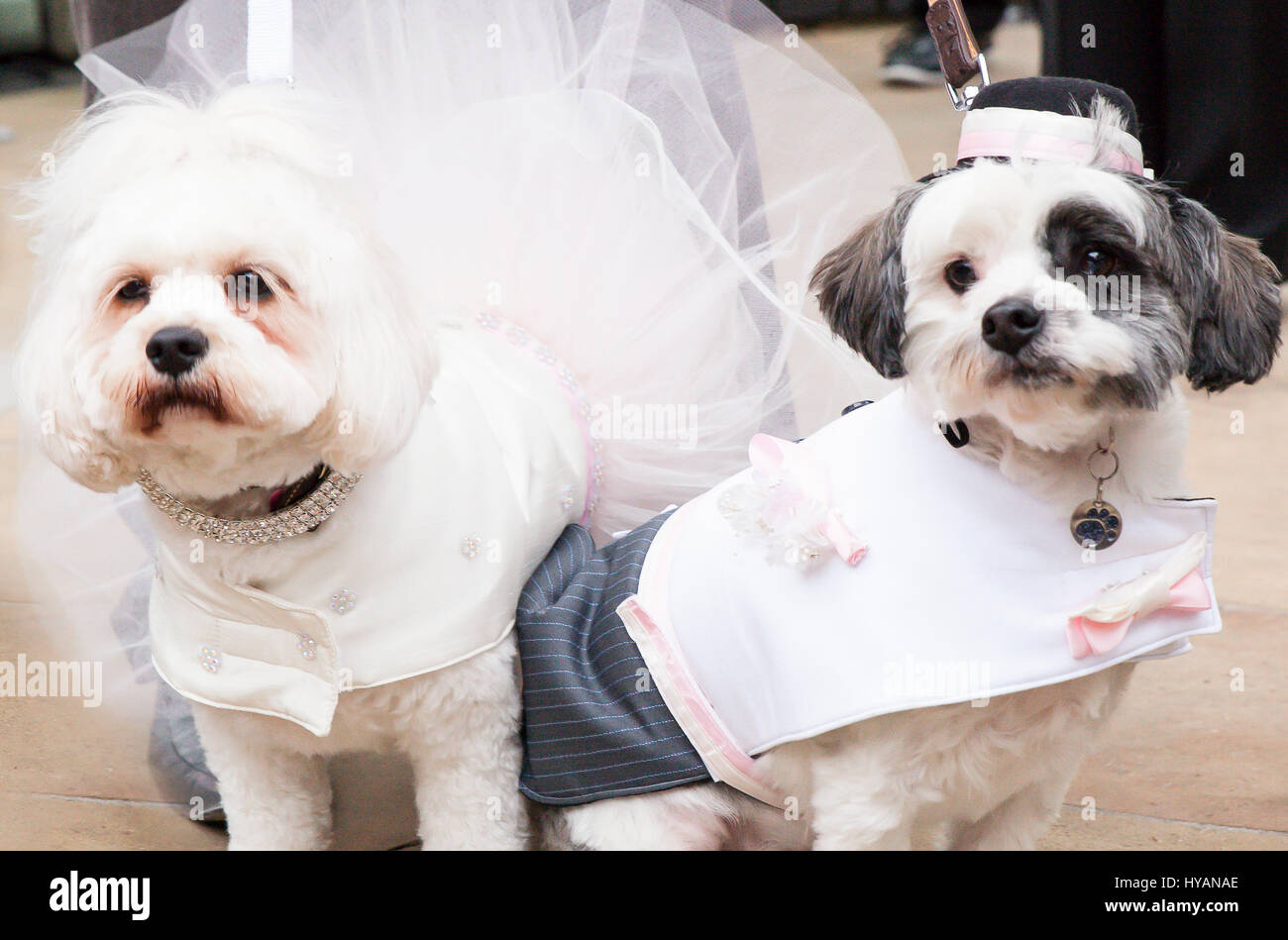 Just married dog hi-res stock photography and images - Alamy