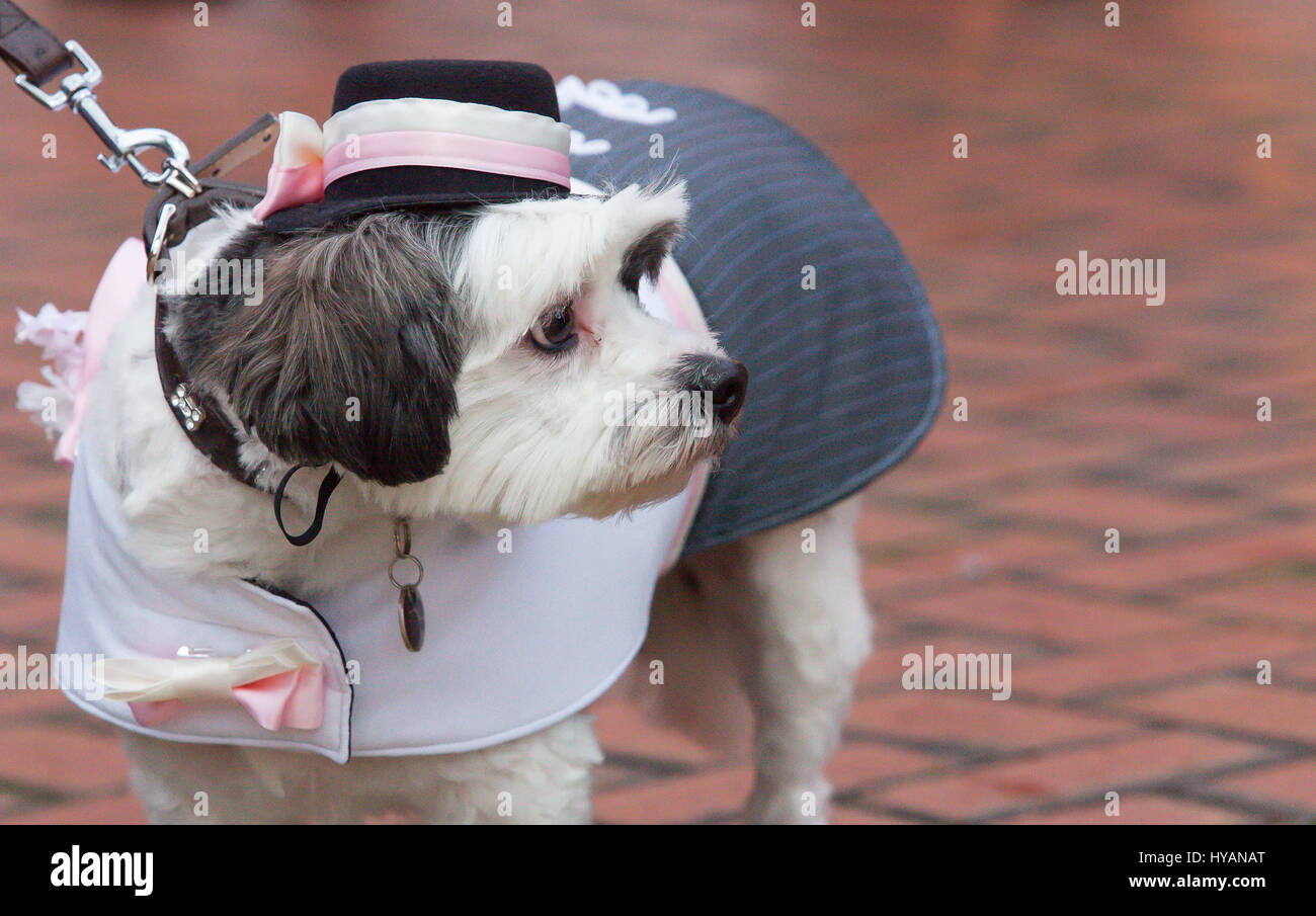 Married dogs hi-res stock photography and images - Alamy