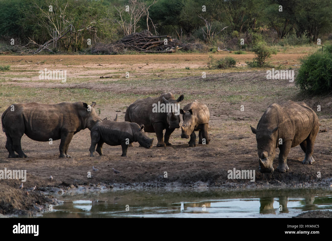 MADIKWE, SOUTH AFRICA: A RHINO was snapped fishing a zebra foal out of ...