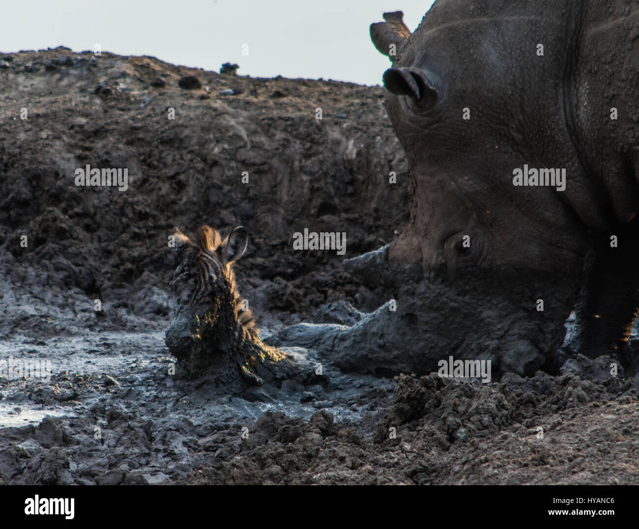 Baby rhino in mud hi-res stock photography and images - Alamy