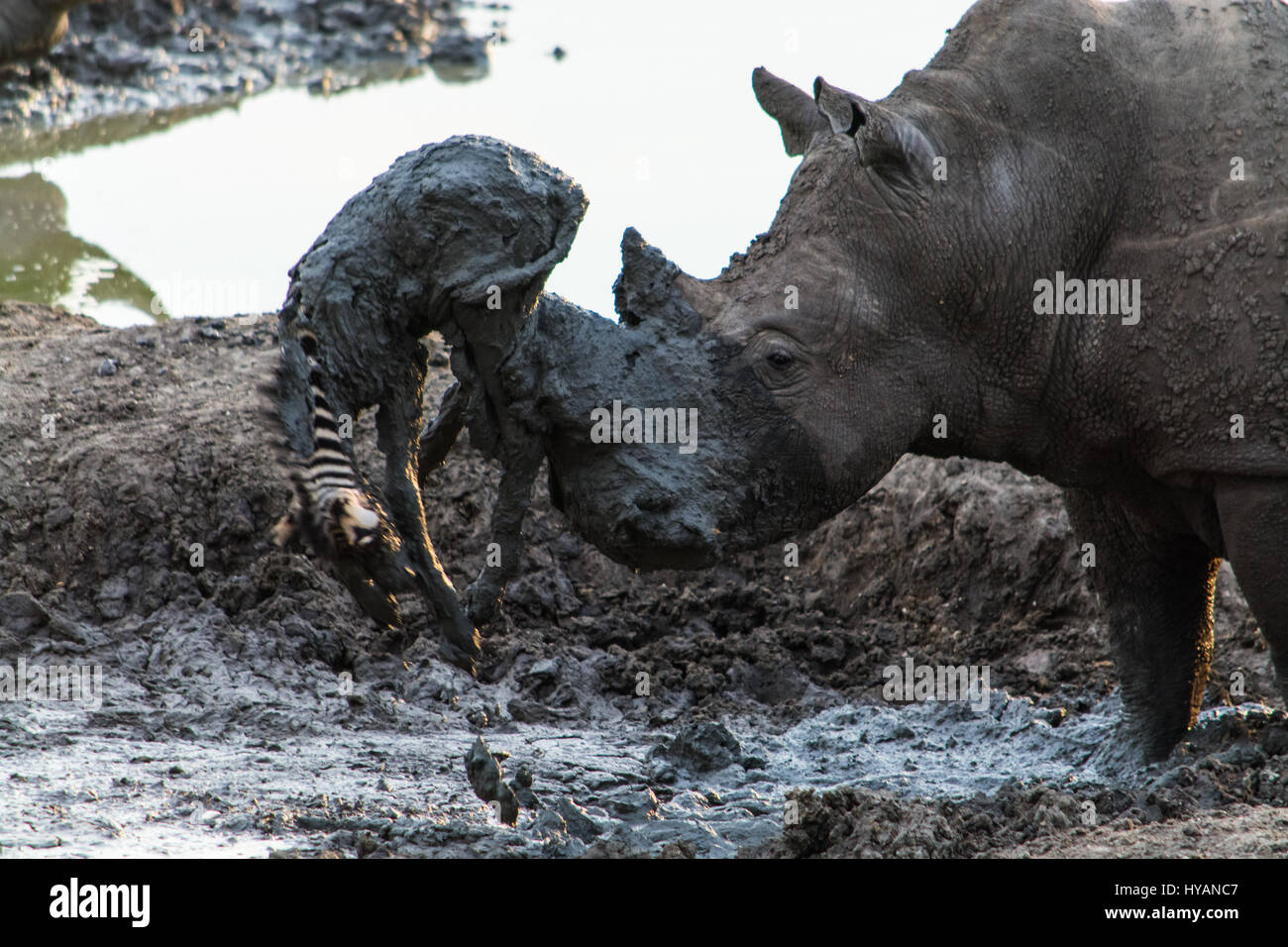 Giant rhino hi-res stock photography and images - Alamy