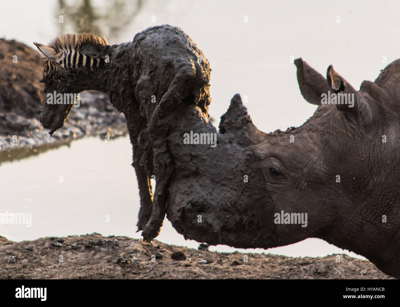 MADIKWE, SOUTH AFRICA: A RHINO was snapped fishing a zebra foal out of ...