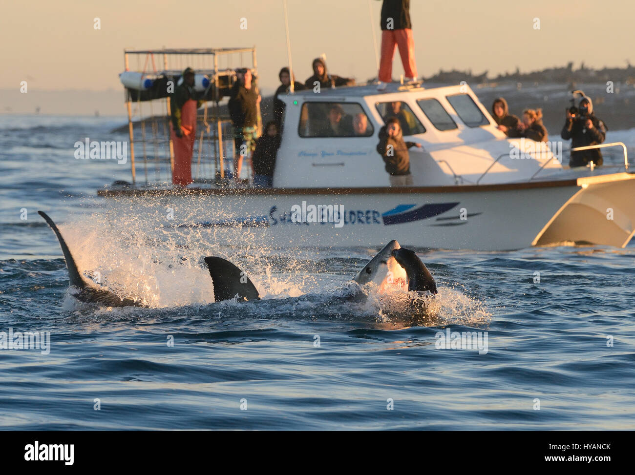 Great White Sharks Attacking Boats