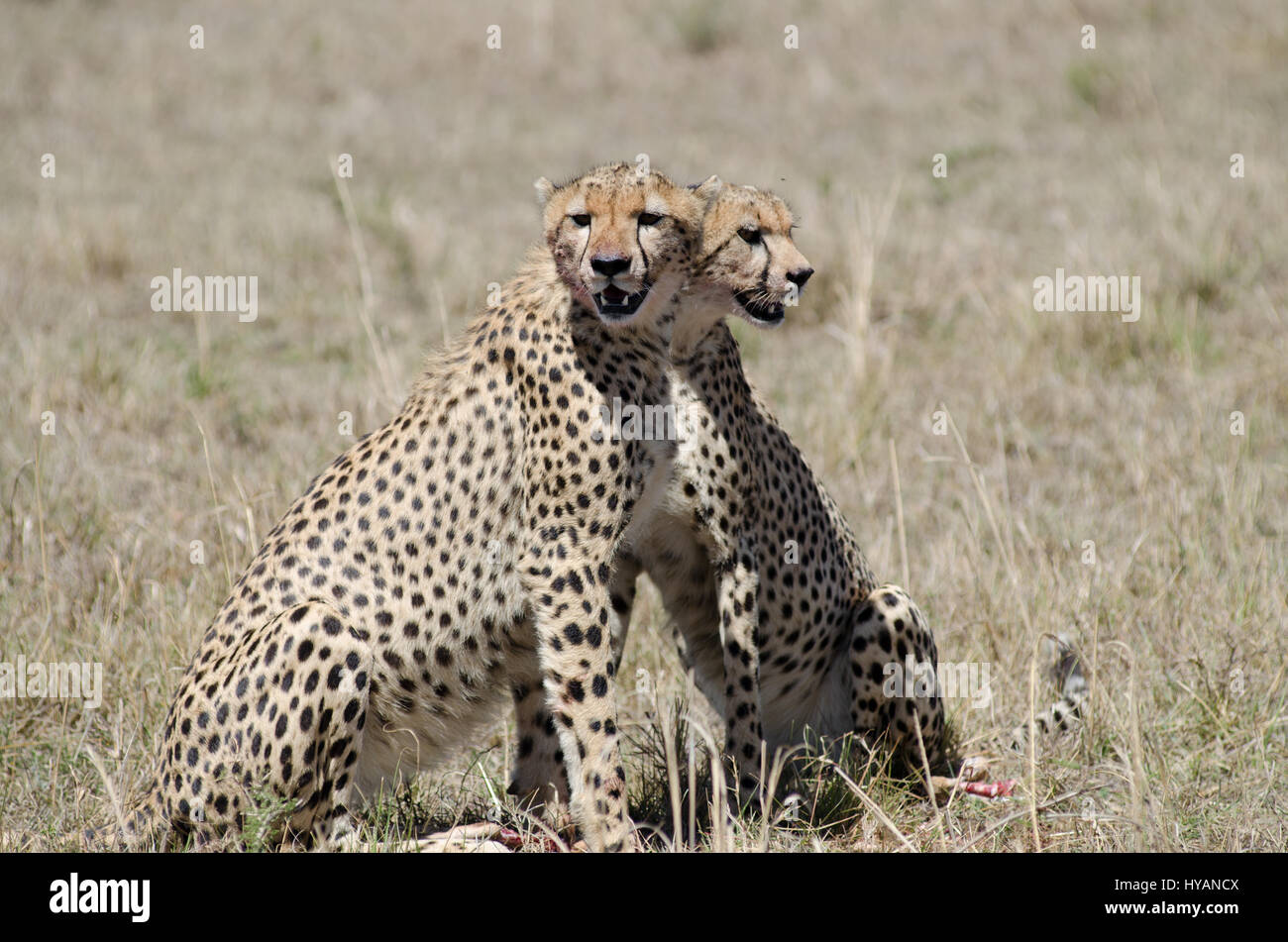 A PAIR of cheetahs are so joined at the hip they look like feline co ...
