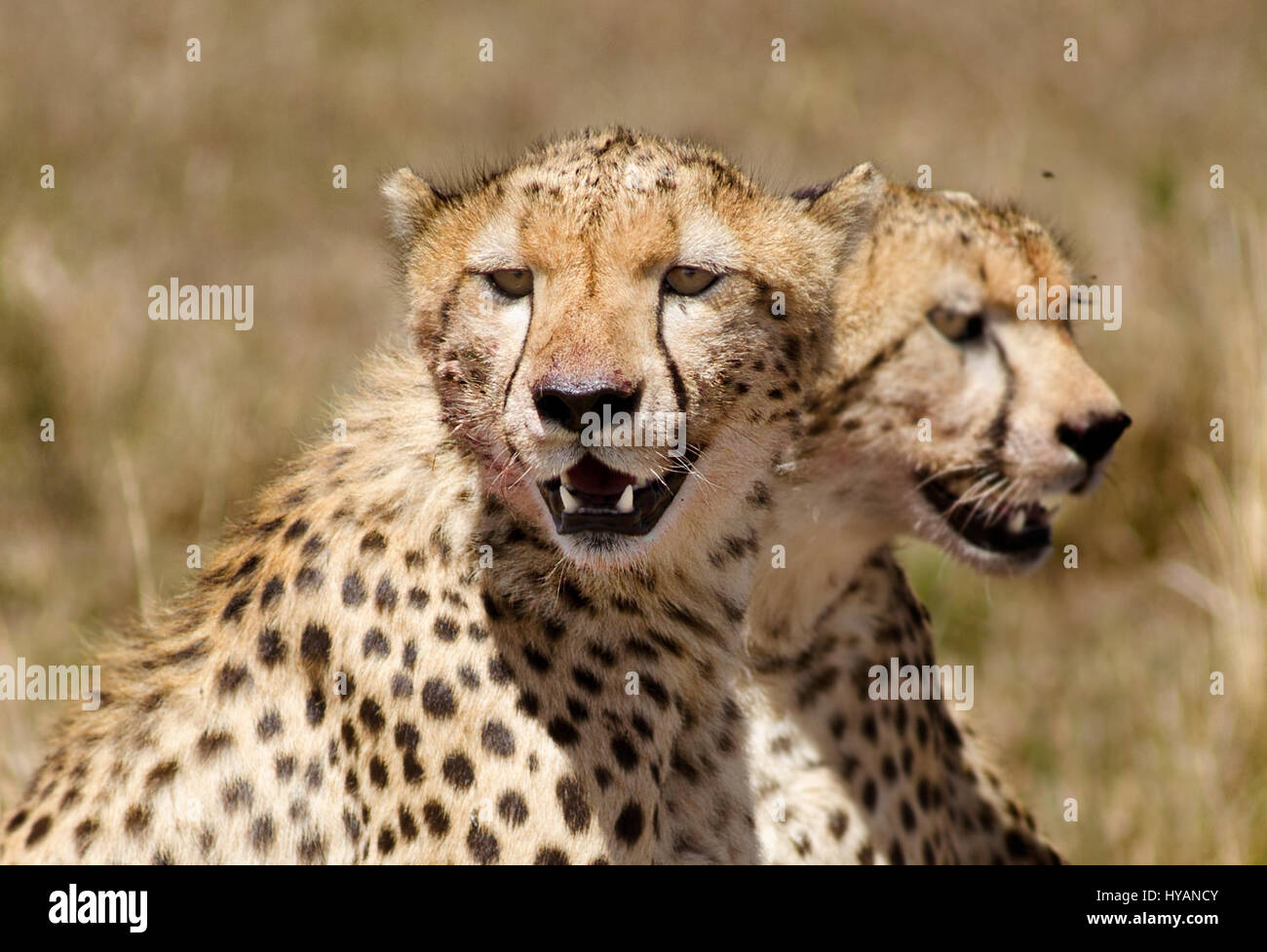 Cheetahs together hi-res stock photography and images - Alamy