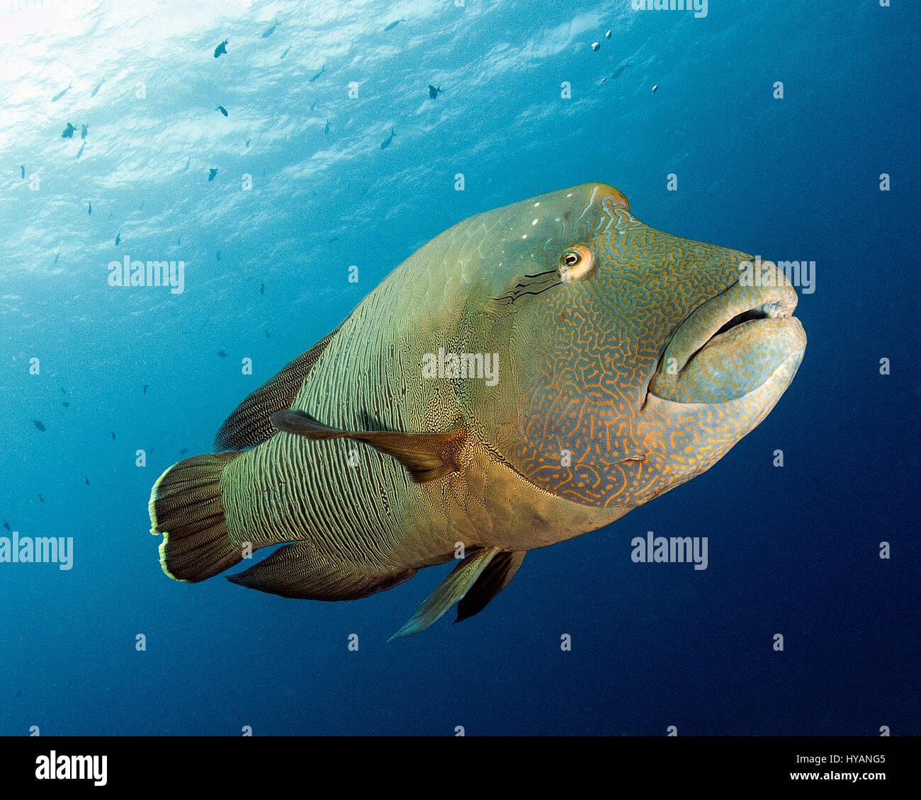 PALAU, PACIFIC OCEAN: A Napoleon Wrasse. WORLD Ocean Day 2015 is being ...