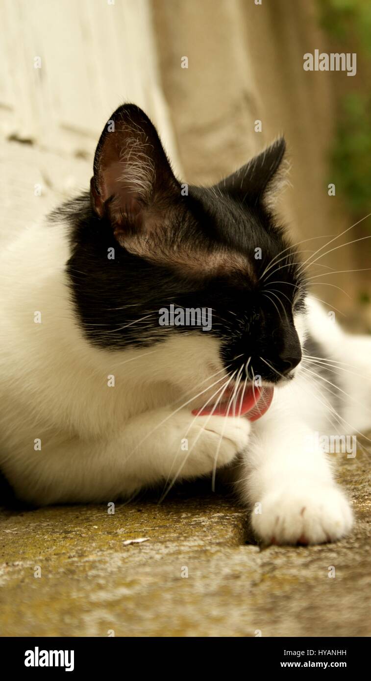 The Cat and Her Bathing Time Stock Photo - Alamy