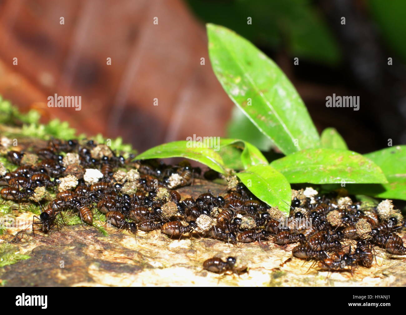 Ants and termites in the jungle hi-res stock photography and images - Alamy