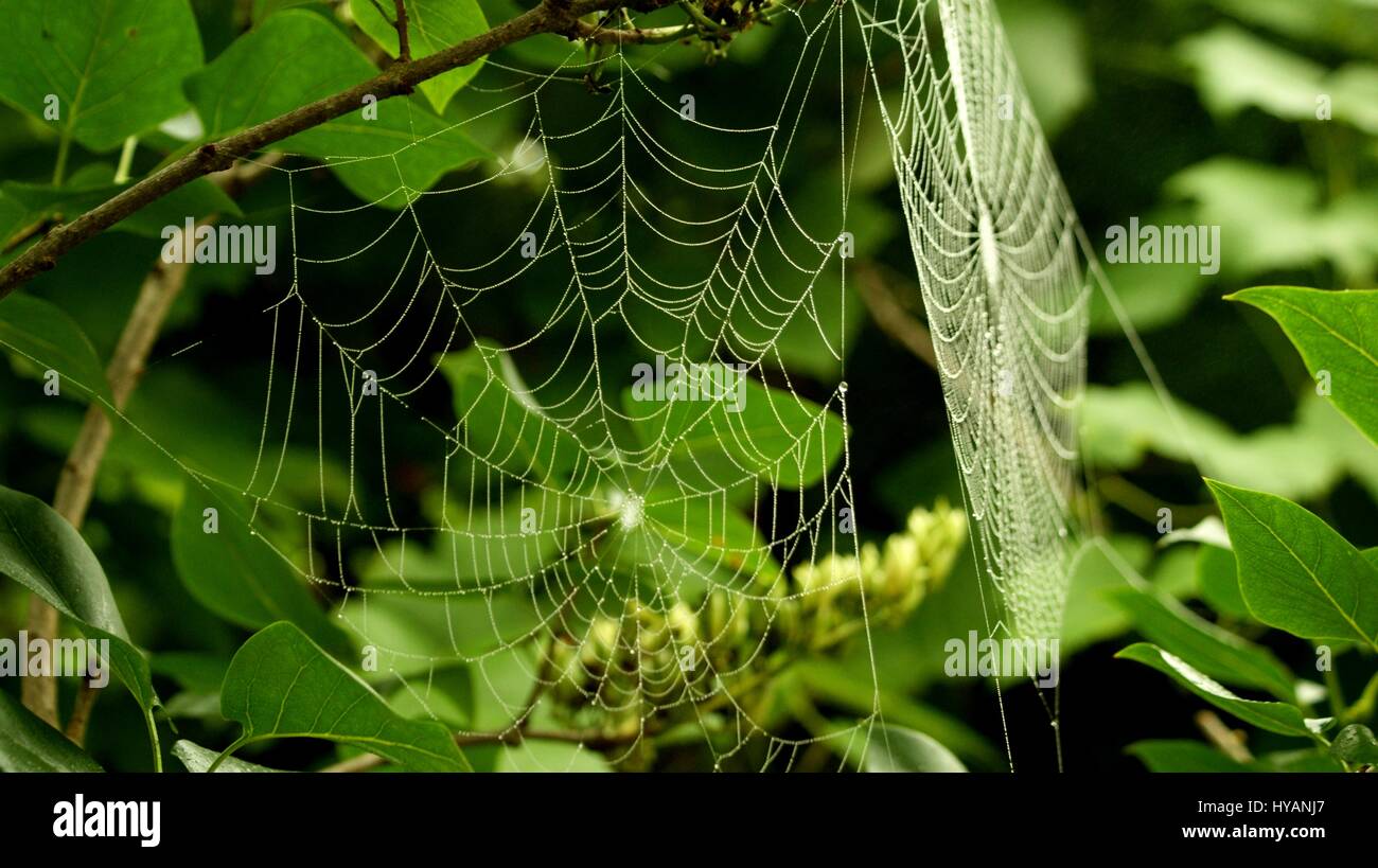 Intricated spider nets hi-res stock photography and images - Alamy