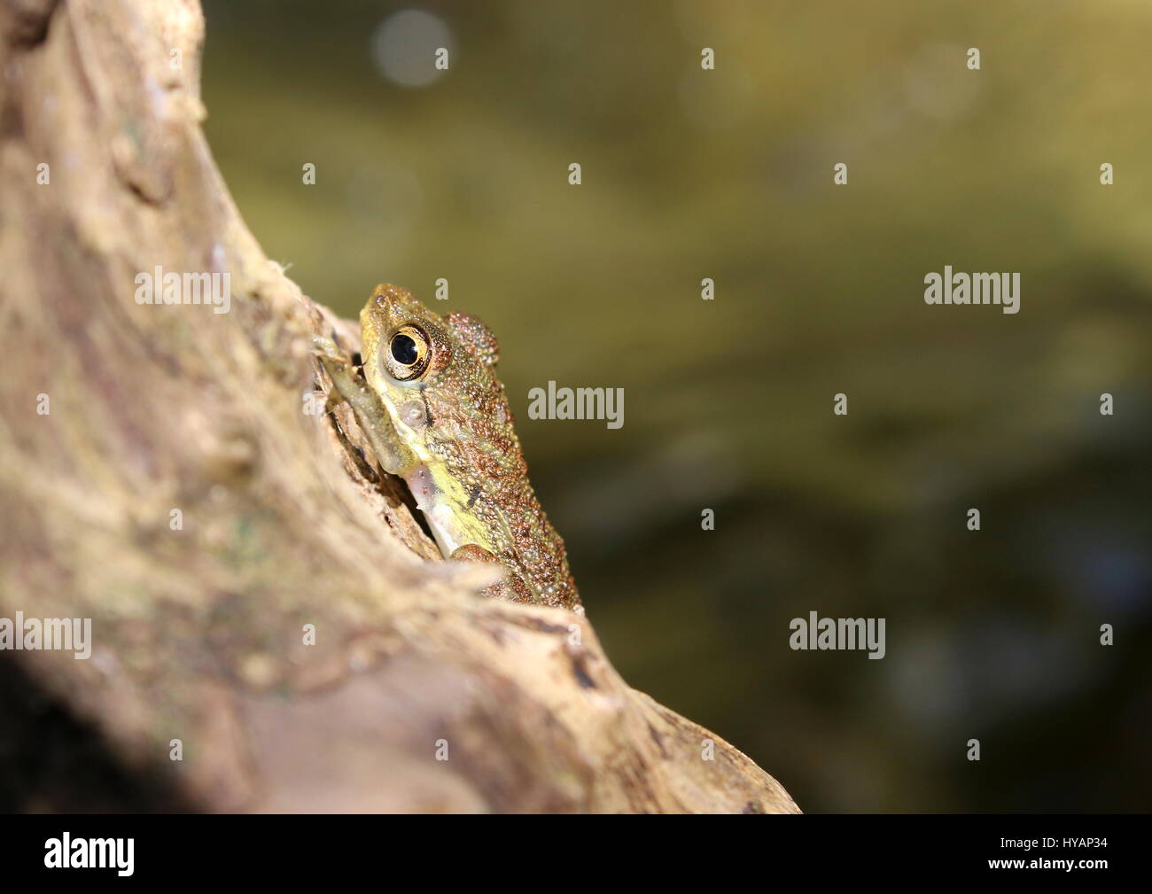 A jungle toad camouflaged itself on a tree trunk Stock Photo - Alamy