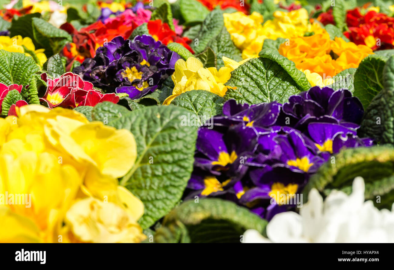 Primrose primula in Spring. Close-up in nice sunlight Stock Photo - Alamy