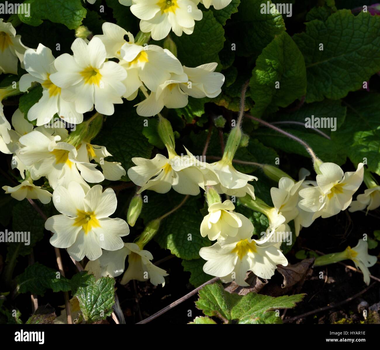 Primroses flowering in Spring Stock Photo - Alamy