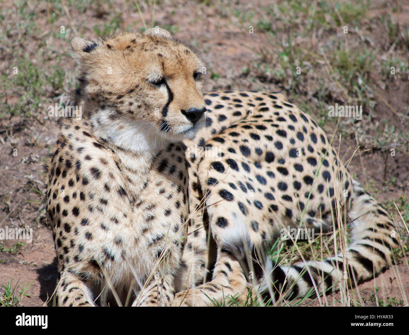 Orok conservancy hi-res stock photography and images - Alamy