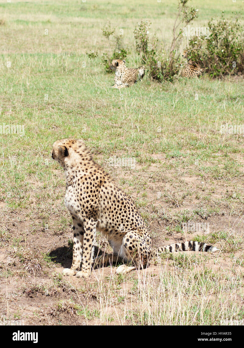 Cheetah fastest animal on earth hi-res stock photography and images - Alamy