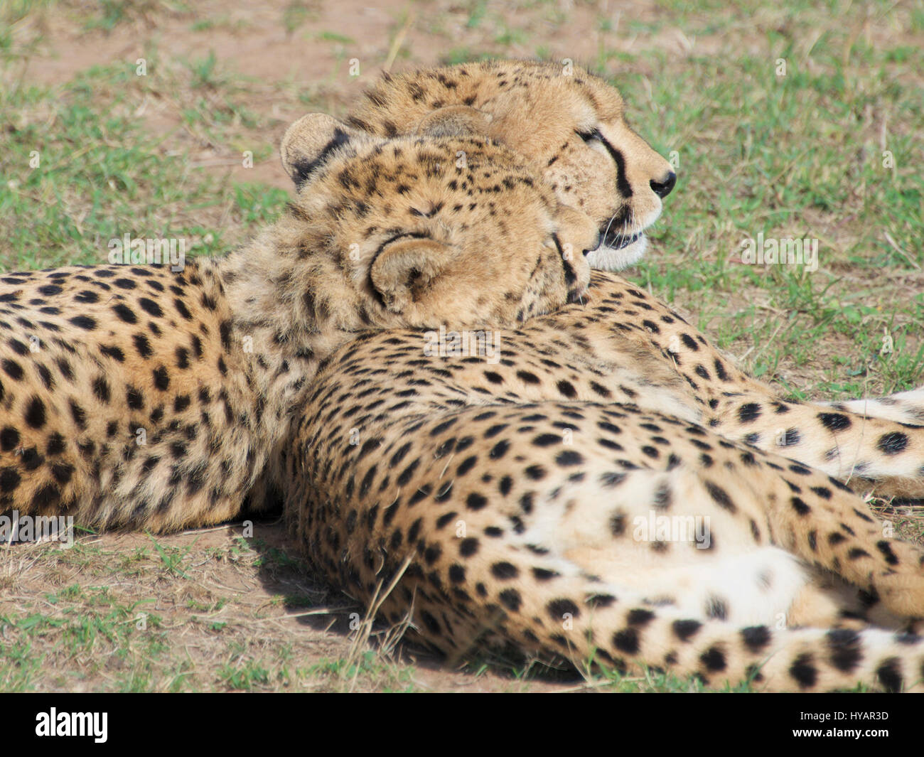 Cheetah fastest animal on earth hi-res stock photography and images - Alamy