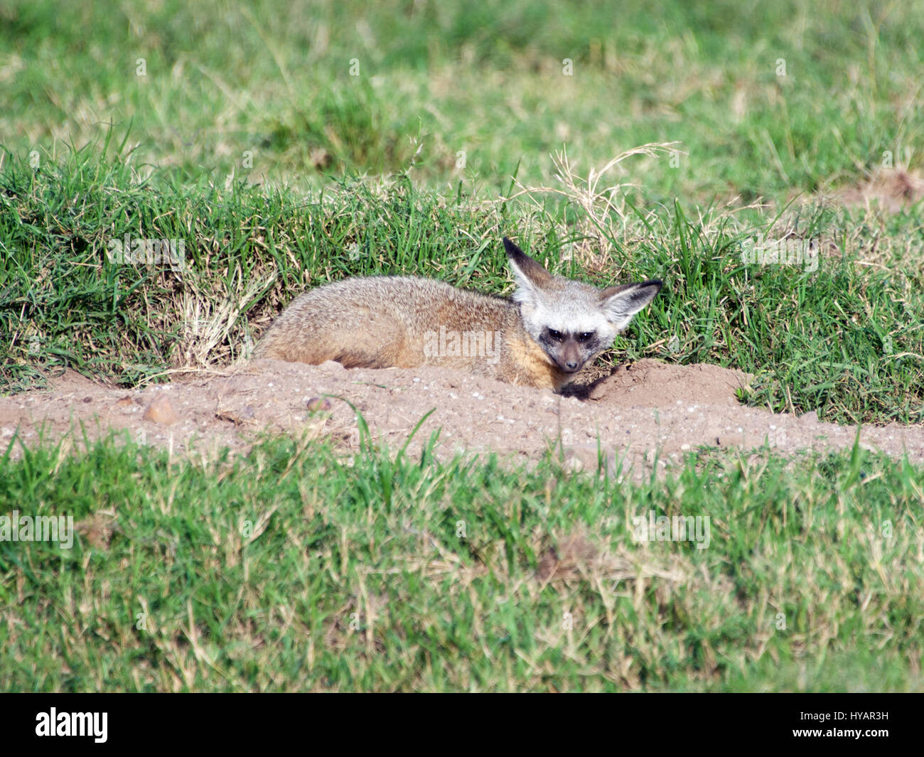 Bat Eared Fox the Olare Orok Conservancy, Maasai Mara, Kenya Stock ...