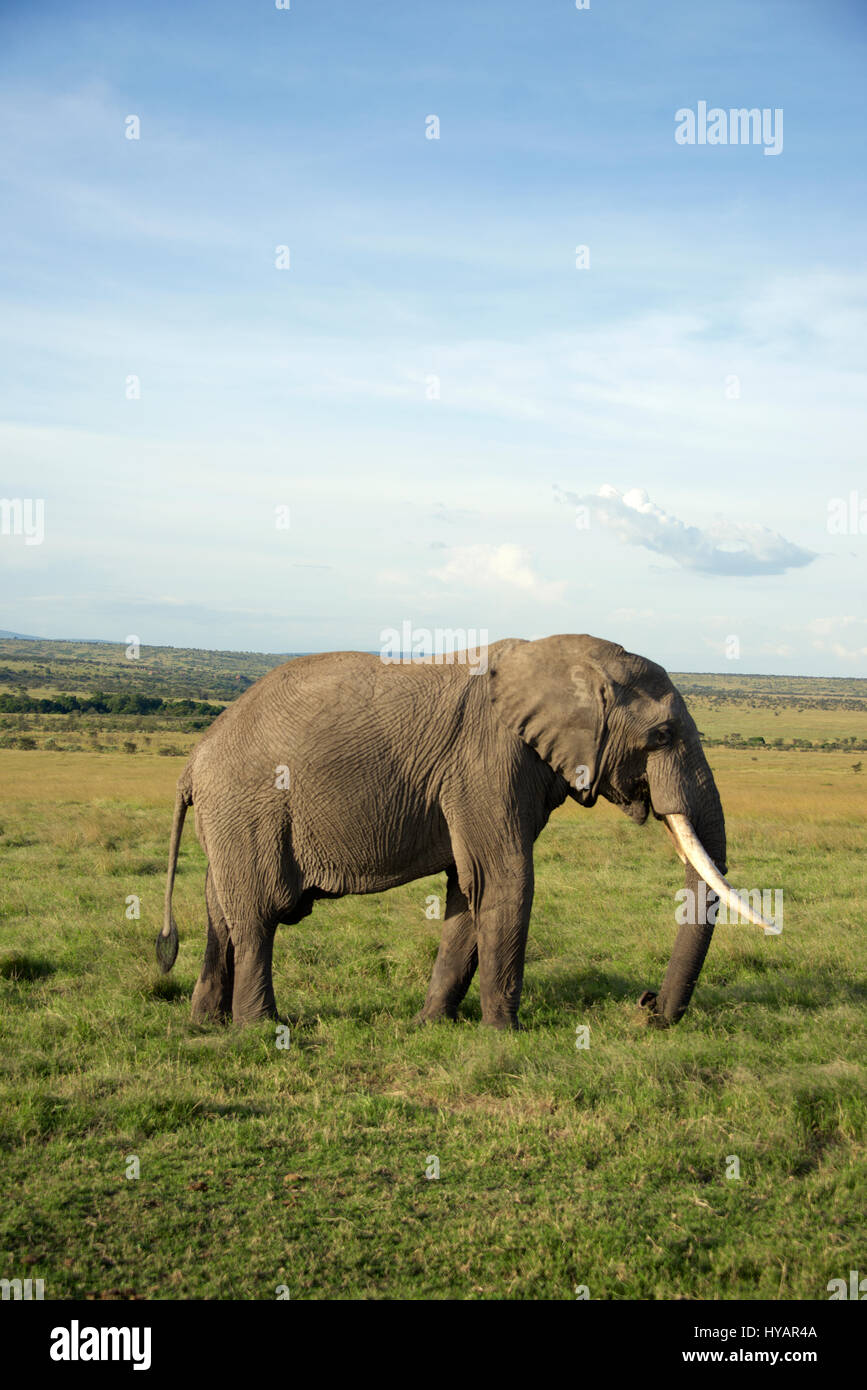 Male on olare orok river hi-res stock photography and images - Alamy