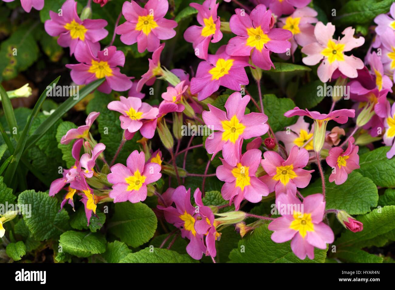 Primroses flowering in Spring Stock Photo - Alamy