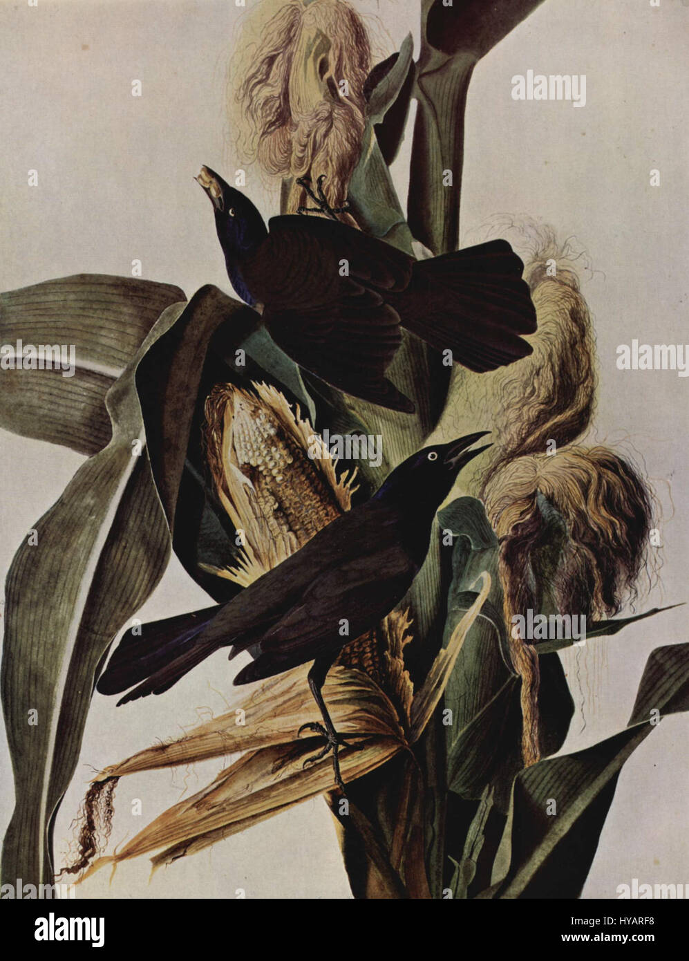John James Audubon, renowned for his detailed and lifelike ...