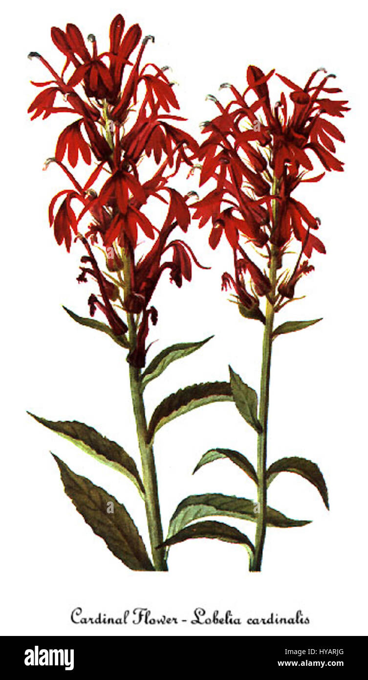 Streamside Cut Out Stock Images & Pictures - Alamy