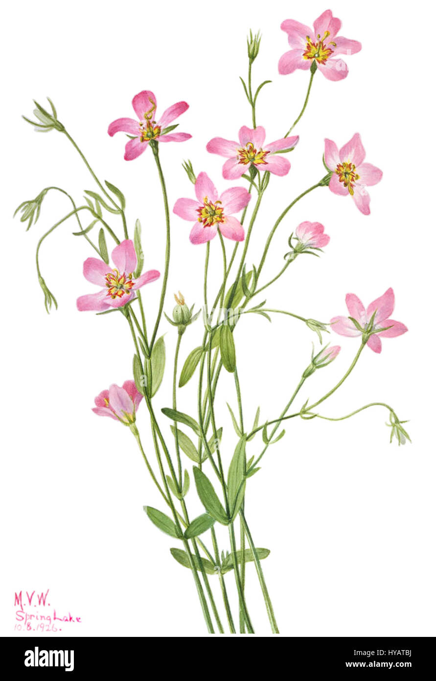 ‘Sabatia stellaris’ is a botanical illustration from 1926 depicting the ...
