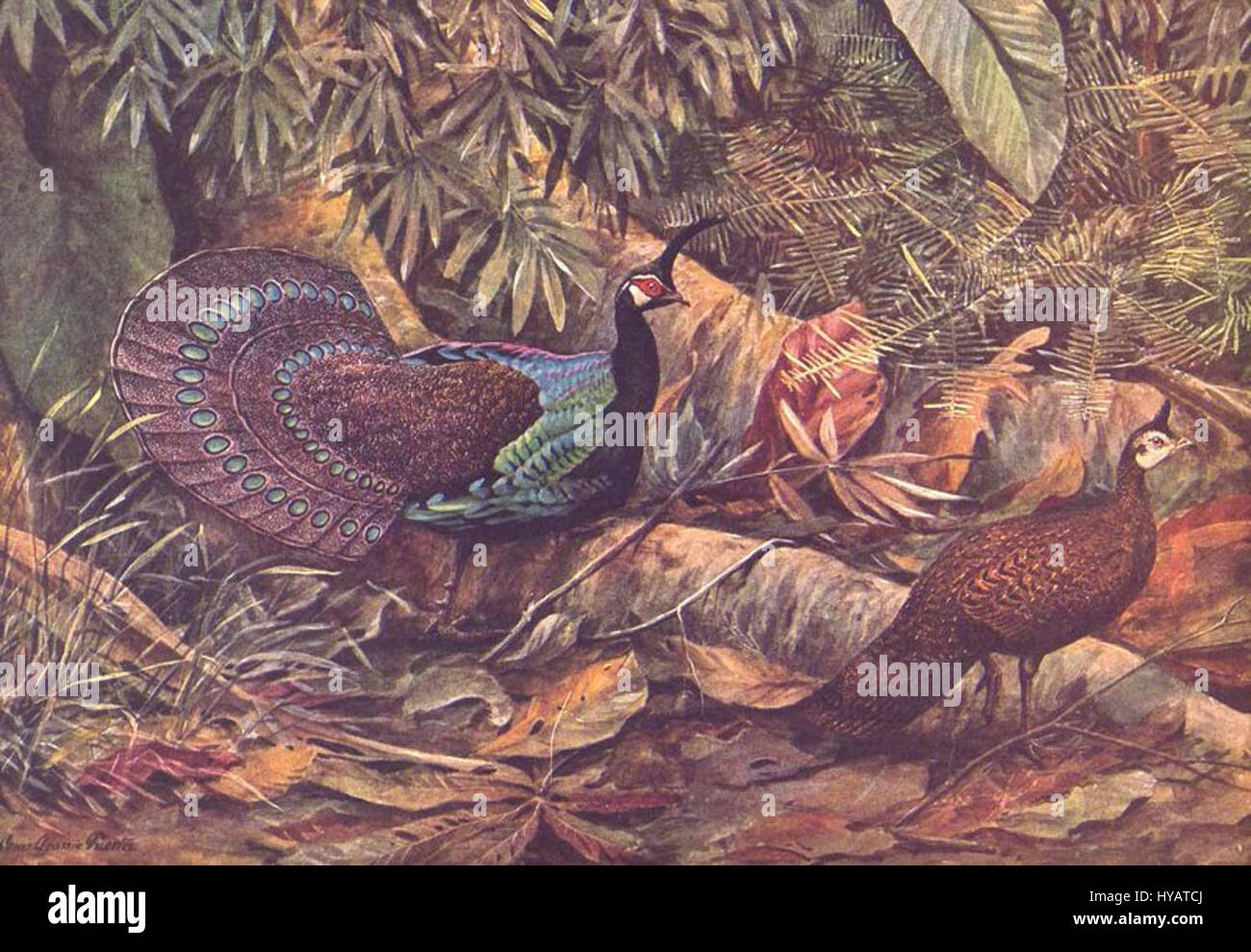 Polyplectron napoleonis, known as the Napoleon's pheasant, is a species ...