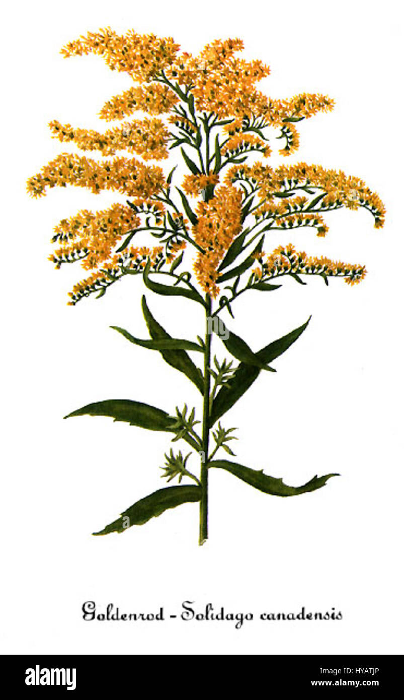 'Solidago canadensis 2' is a botanical illustration by Mary Vaux ...