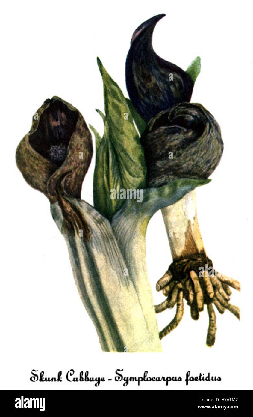 Mary Vaux Walcott's botanical illustration 'Symplocarpus foetida 2 ...