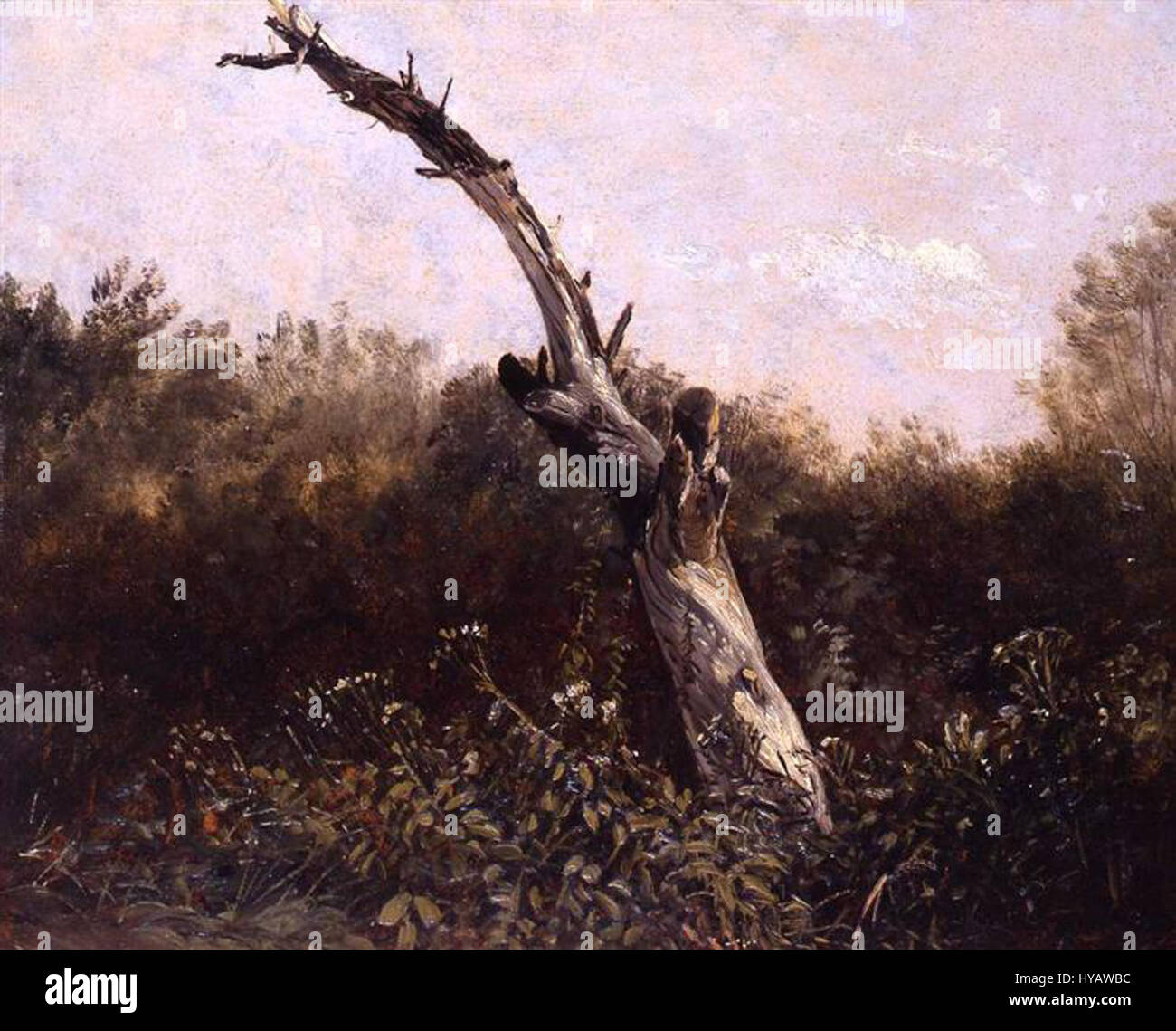 ‘Baumstudie’ by Carl Gustav Carus is a study of a tree, reflecting his ...